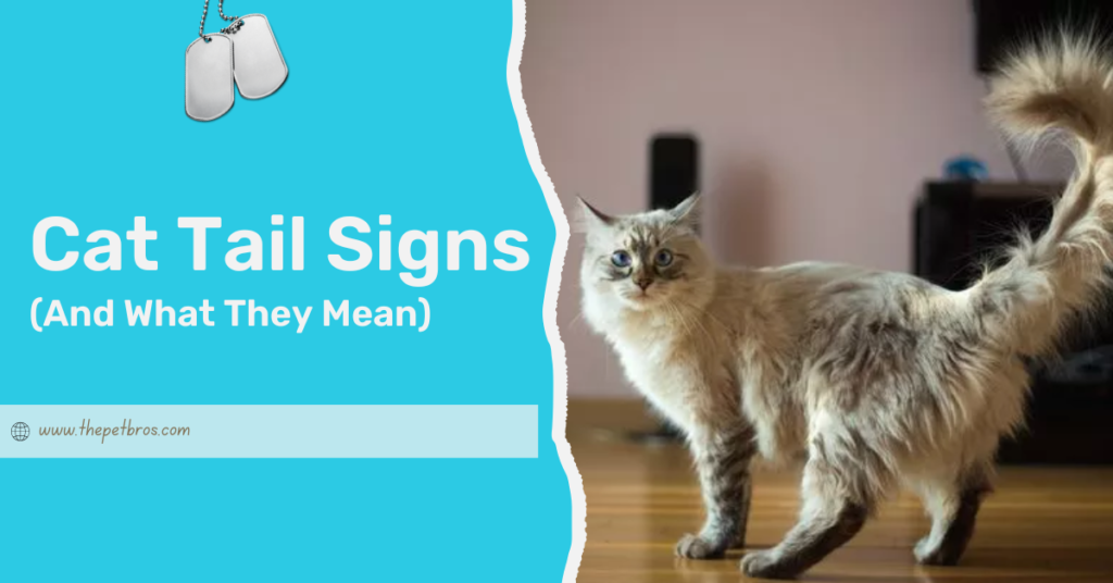 9 Common Cat Tail Signs (And What They Mean) - The PetBros