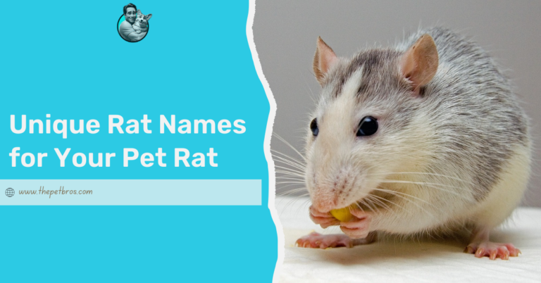 70+ Unique Rat Names for Your Pet Rat - The PetBros