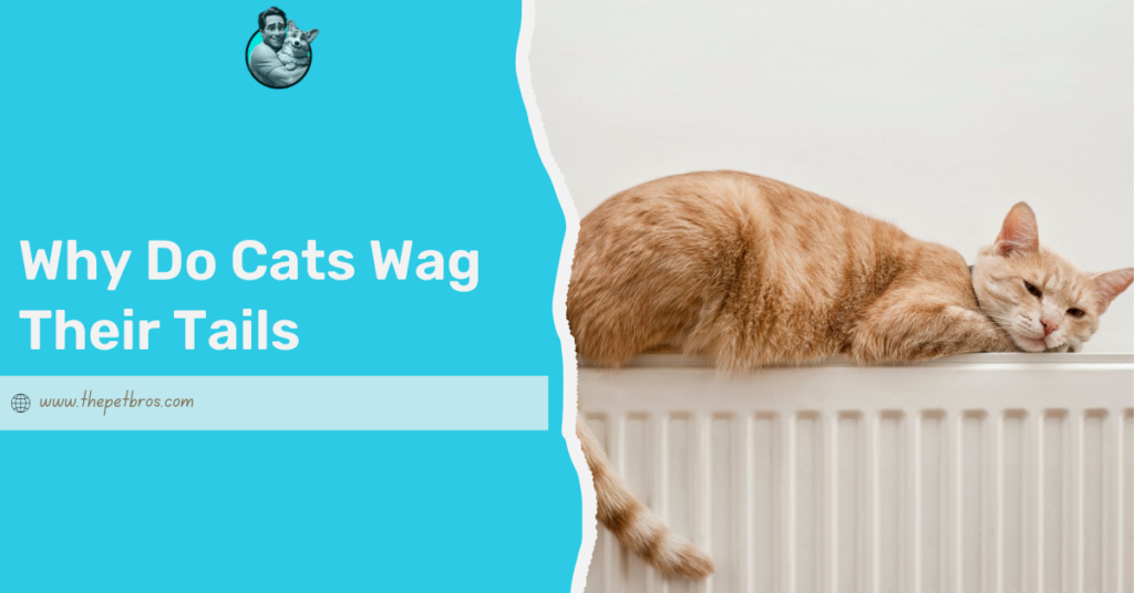 What Does It Mean When a Cat Wags Its Tail? 7 Key Meanings - The PetBros