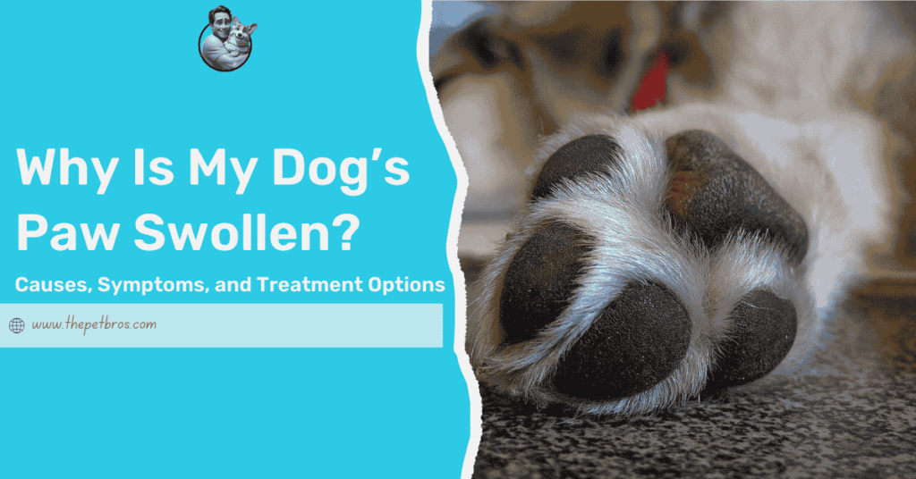 Why Is My Dog’s Paw Swollen? Causes, Symptoms, and Treatment