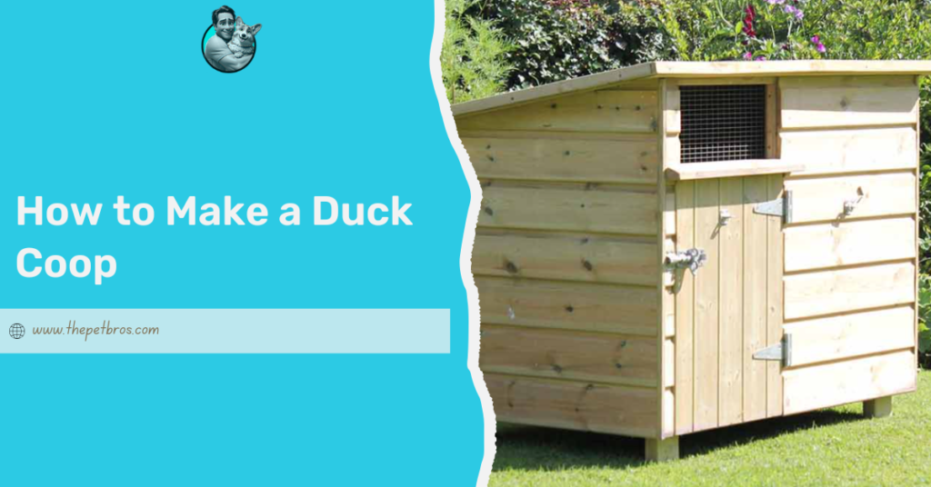 How to Make a Duck Coop: The Ultimate Guide - The PetBros