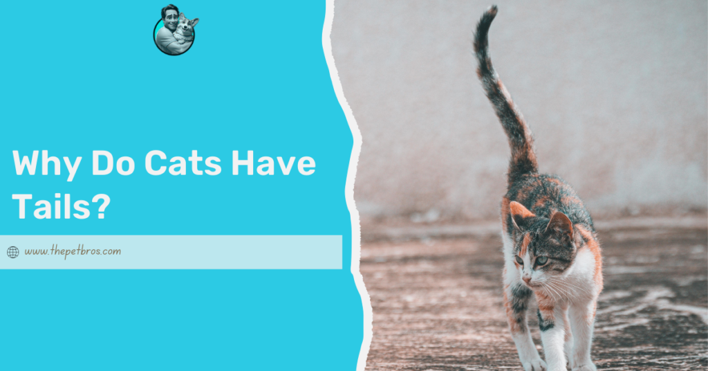 9 Common Cat Tail Signs (And What They Mean)