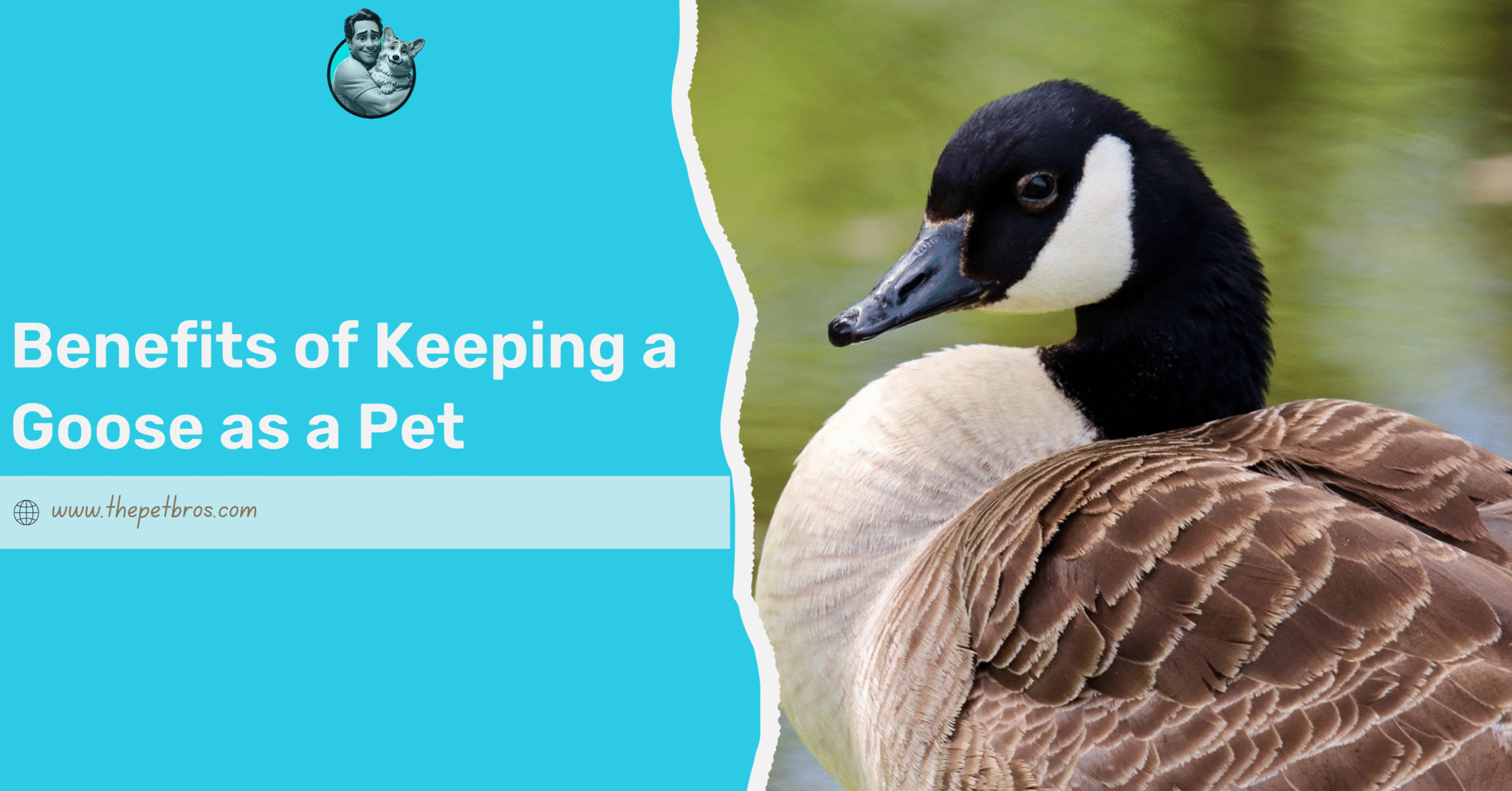 Common Geese Diseases: Symptoms, Prevention, and Treatments