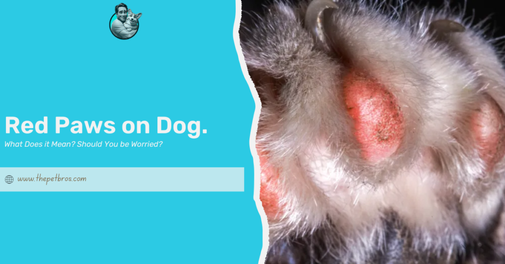 Rapid Breathing in Dogs: Why It Happens and When to Worry - The PetBros