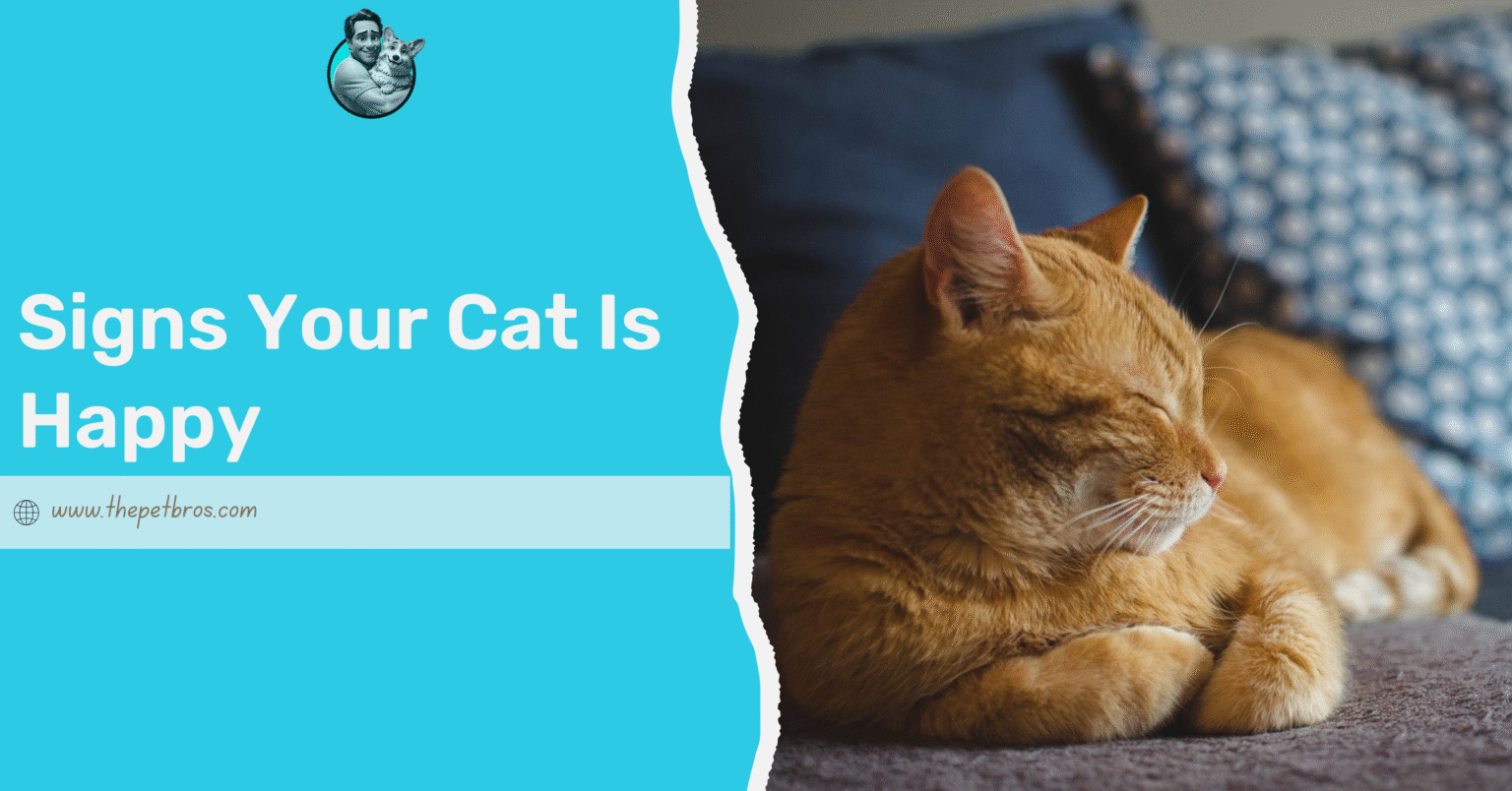 9 Common Cat Tail Signs (And What They Mean) - The PetBros