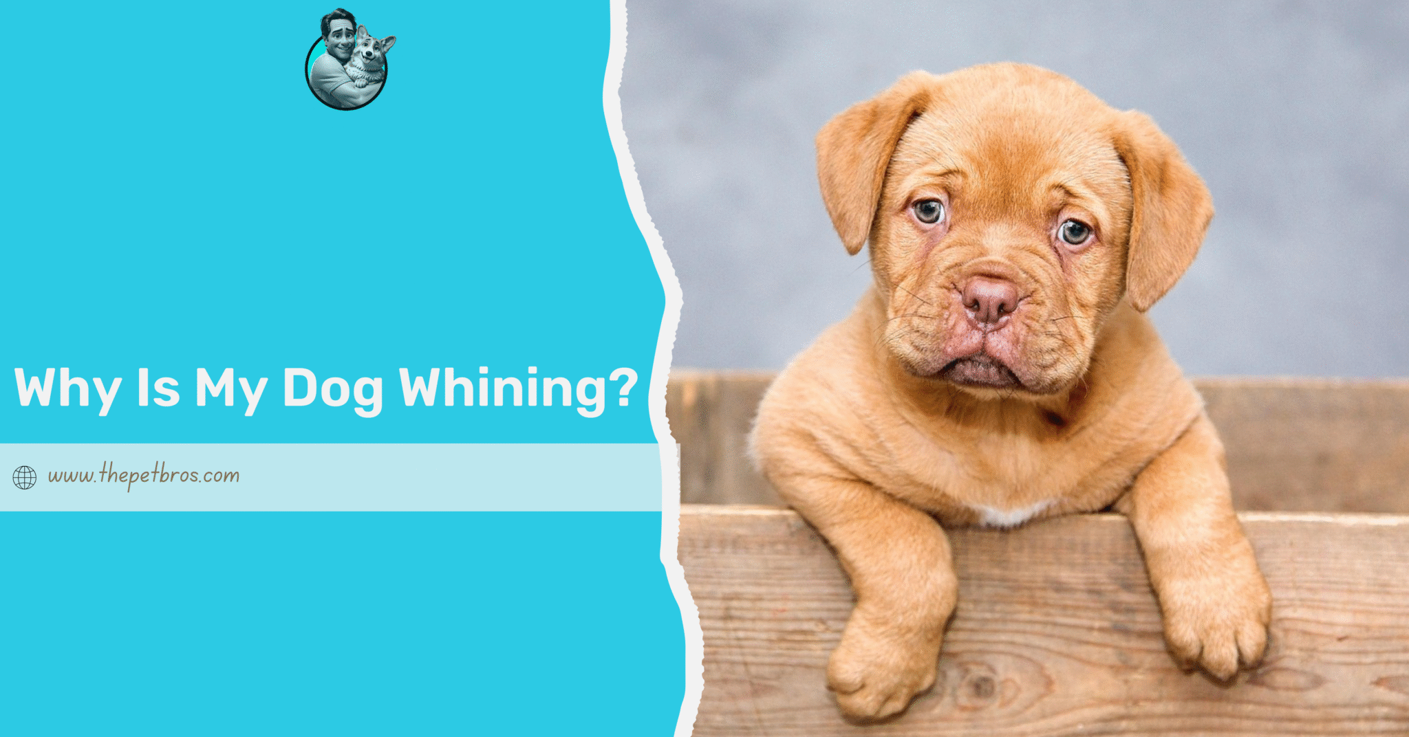 Why Is My Dog Whining? 7 Possible Reasons And What to Do - The PetBros