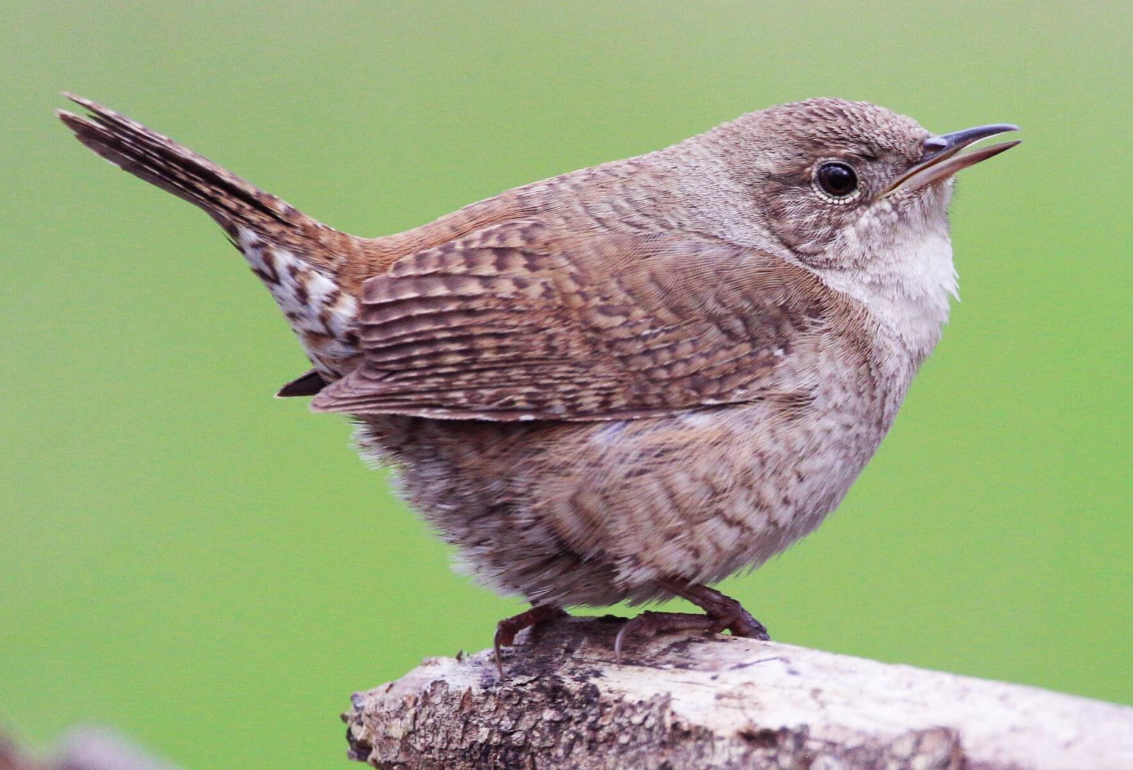 10 Most Common Garden Birds In The Uk And How To Spot Them. - The PetBros