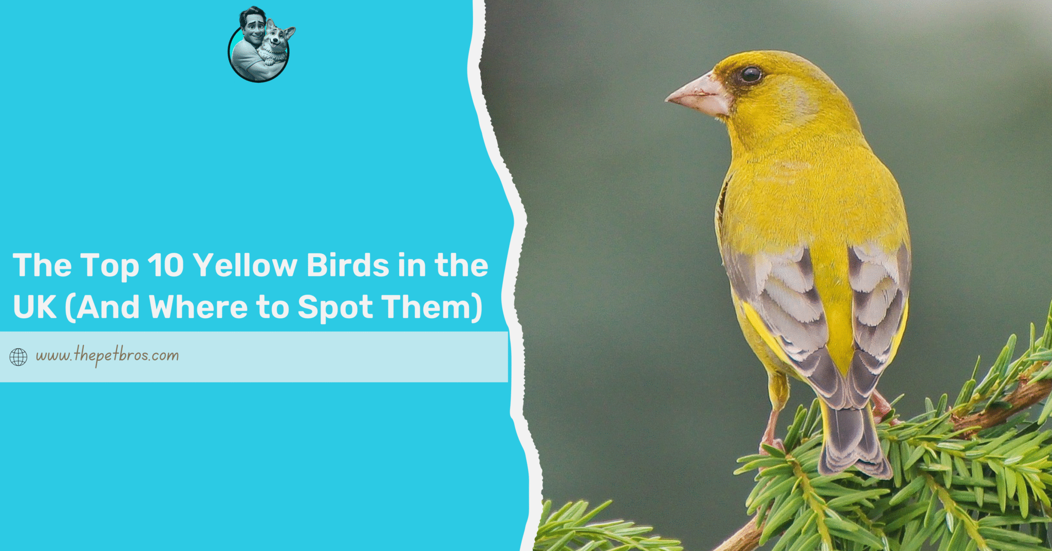 Top 10 Yellow Birds in the UK (And Where to Spot Them) - The PetBros