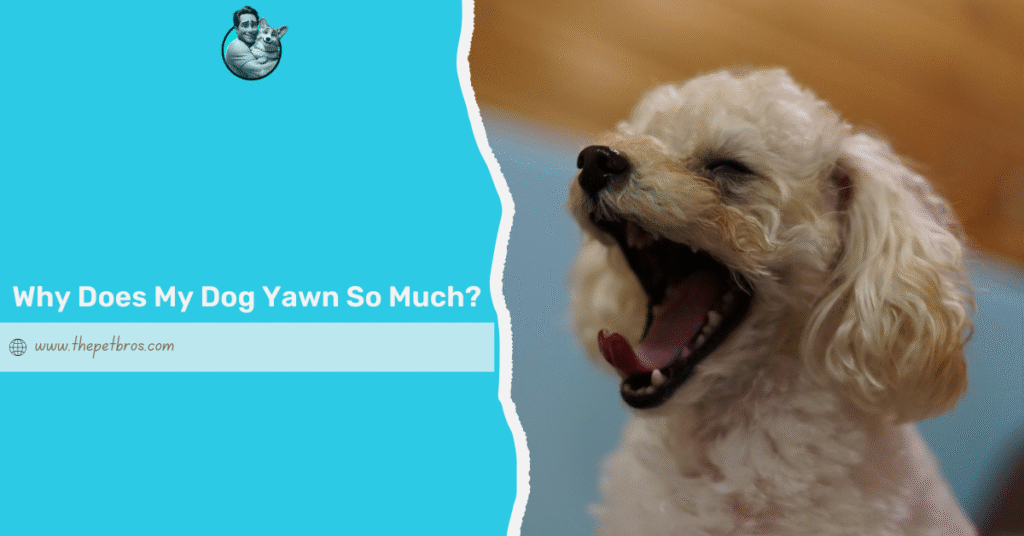 Why Does My Dog Yawn So Much? Is It Normal Or Abnormal? - The PetBros