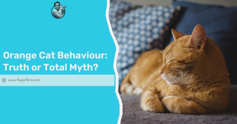 Orange Cat Behaviour: Truth or Total Myth? - The PetBros
