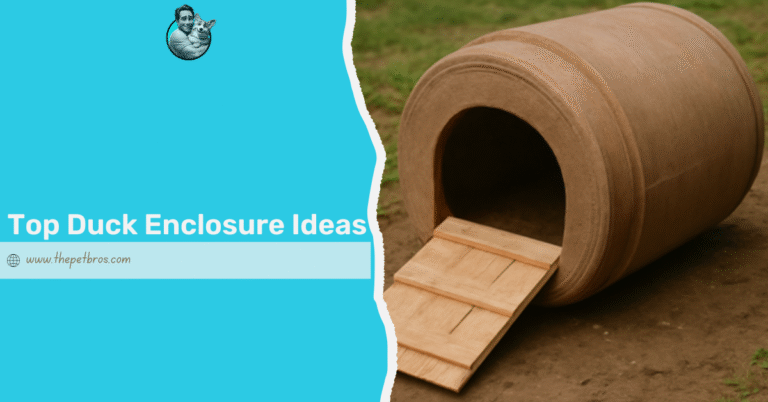 Duck Enclosure Ideas for 2025: Top 5 Designs for Ducks - The PetBros