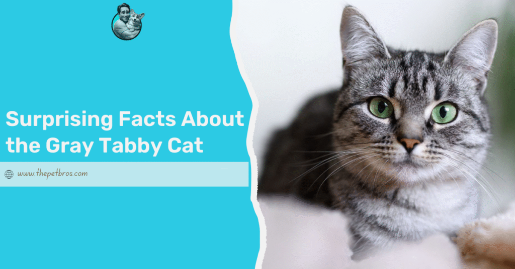 10 Surprising Facts That Make the Gray Tabby Cat Unique - The PetBros