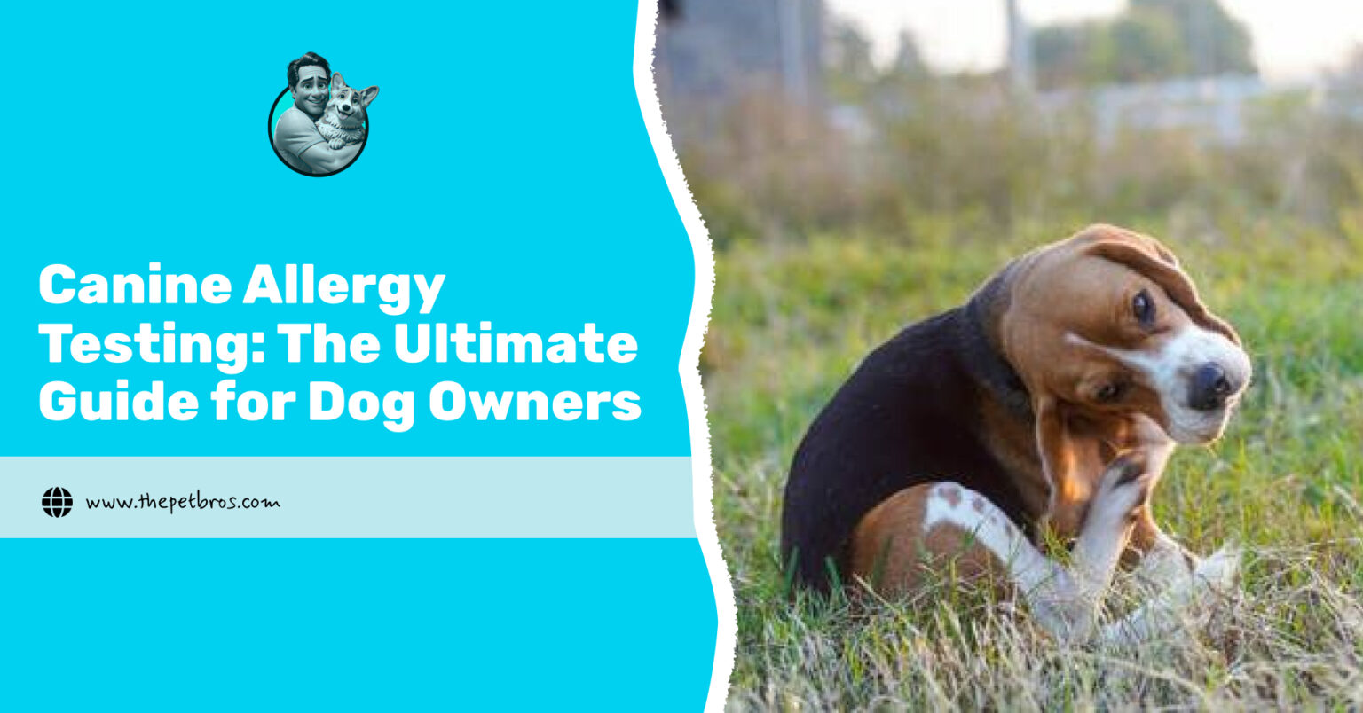 22 Types of Ducks in the UK and Where To Find Them - The PetBros