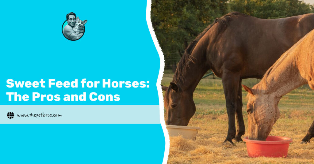 Sweet Feed for Horses: The Pros and Cons - The PetBros