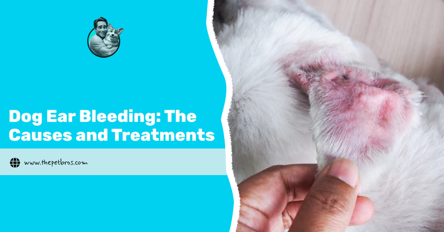 Why Does My Dog Yawn So Much? Is It Normal Or Abnormal? - The PetBros