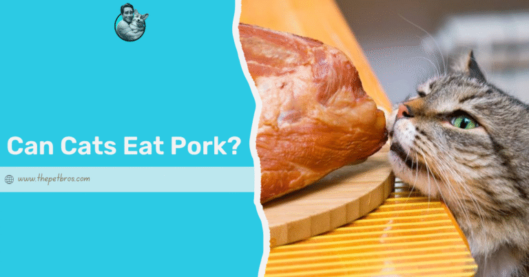Can Cats Eat Pork? Vet Advice on Safety, Benefits and Risks - The PetBros